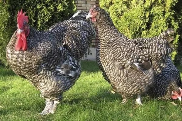 Breed Chickens Mechelen Cuckoo