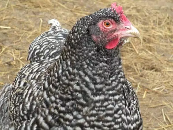 Breed Chickens Mechelen Cuckoo.