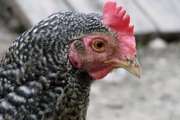 Breed Chickens Mechelen Cuckoo