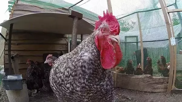 Breed Chickens Mechelen Cuckoo