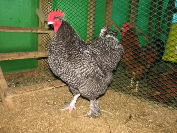 Breed Chickens Mechelen Cuckoo