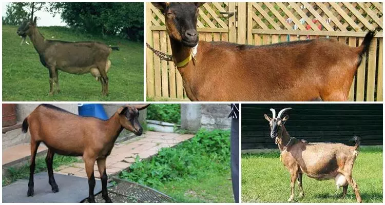 Германски Peddy коза: Опис на расата и карактеристиките, грижа и каде да се купи