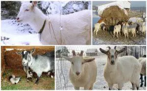Правила за одгледување и грижа за козите дома за почетници