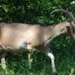 Njemački Peddy Goat: Opis pasmine i karakteristike, njege i gdje kupiti 4369_2