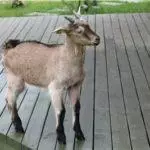 Alman Peddy Goat: Deskripsyon nan kwaze a ak karakteristik, swen ak ki kote yo achte 4369_3