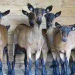 Peddy Goat alemana: descripción de la raza y características, cuidado y dónde comprar 4369_4