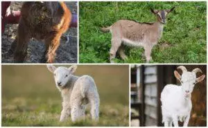 گھروں، ادویات اور لوک علاج میں بکریوں میں اسہال کا علاج کیسے کریں