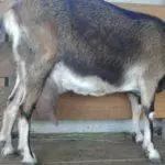 Nemecká peddy Goat: Popis plemena a charakteristiky, starostlivosť a kde kúpiť 4369_7