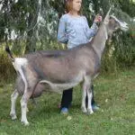ဂျာမန် Peddy Goat - မျိုးပွားခြင်းနှင့်ဝိသေသလက္ခဏာများ, 4369_8