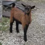 German Peddy Goat. The եղատեսակի եւ բնութագրերի, խնամքի եւ որտեղ գնել 4369_9