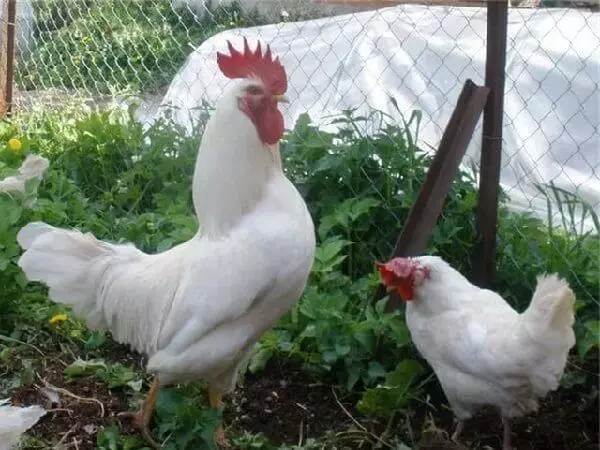 Руска бела пасмили кокоши