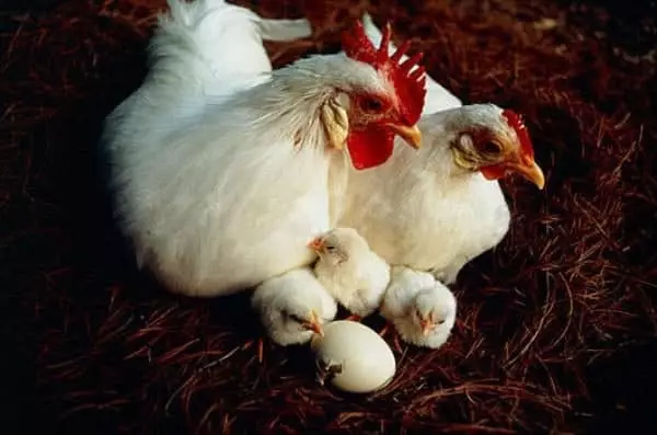 Rus doğurmak tavuk