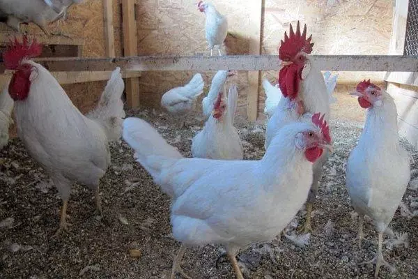Russian white breed chickens