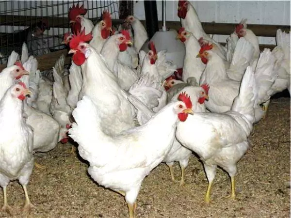 Rosyjskie bielowe kurczaki