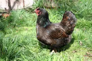Chickens Burnevander šķirnes apraksts un kā rūpēties par putniem