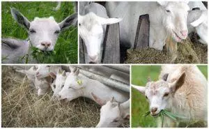 Hoe beter om die bok by die huis te voed om meer melk te maak