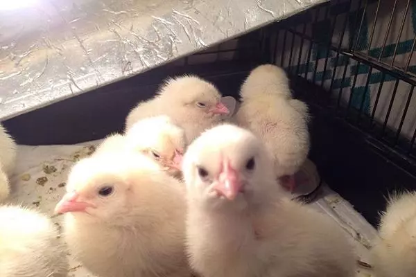 Pierwsze kurczaki