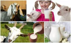 Debelost kozje i kravljeg mlijeka i kako odrediti kod kuće