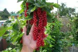 Top 50 mejores variedades de grosella roja con descripción y características
