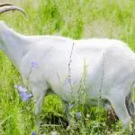 Cocidize Goats: Ireo antony sy soritr'aretina, fitsaboana ary fisorohana 4393_2