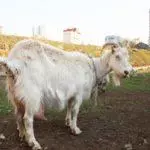 Kozidizované kozy: príčiny a príznaky, liečba a prevencia 4393_4