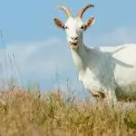 cocidize goats: สาเหตุและอาการ, การรักษาและการป้องกัน 4393_7