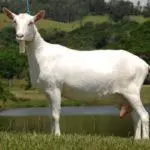 Cocidize Goats: Ireo antony sy soritr'aretina, fitsaboana ary fisorohana 4393_8