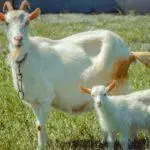 Cocidize Goats: Ireo antony sy soritr'aretina, fitsaboana ary fisorohana 4393_9