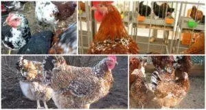 Descrição das galinhas da raça Leningradsky peneira, cuidado e as regras de reprodução