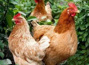 Descrizione e caratteristiche dei polli della razza di alta linea, regole del contenuto
