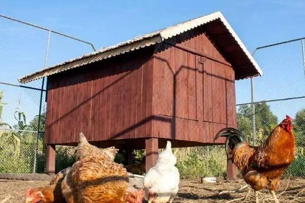 I-Chicken Coop ifanelekile