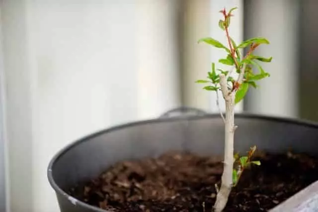 Pomegranate stalk