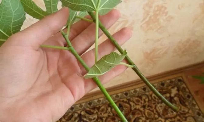 Pomegranate cuttings