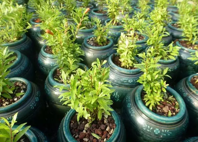 Pomegranate cuttings