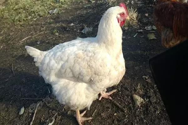Осамен кокошка