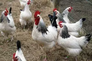 Карактеристики и опис на адлер сребрена раса на кокошки, нивната содржина
