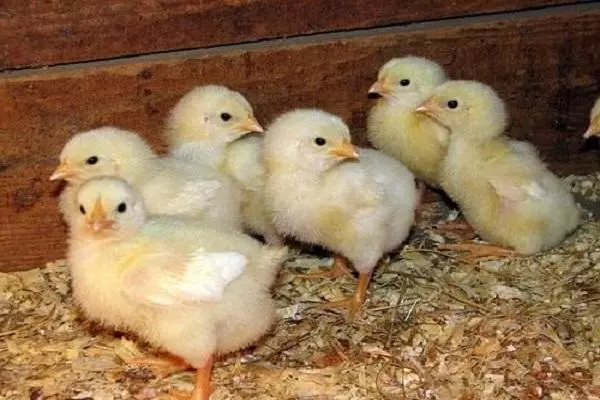 Broiler chickens