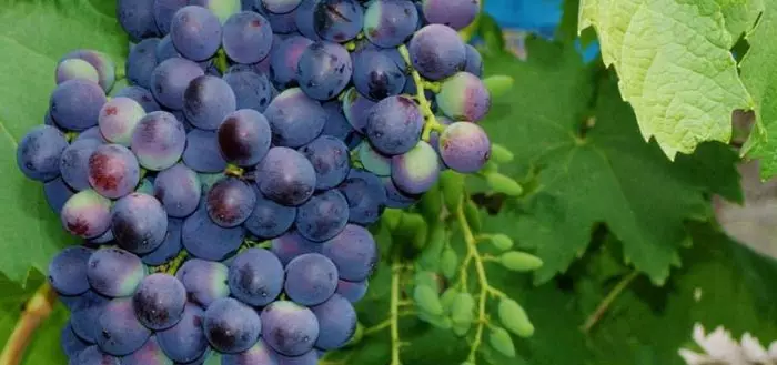 Grapes Riddle Sharov