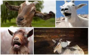 Why the goat is constantly yelling and how to effectively disappear animal scream