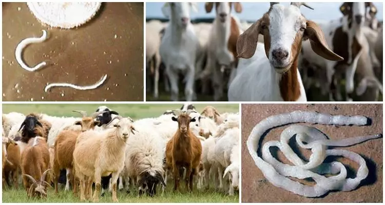 Signes et symptômes des vers dans les chèvres que de traiter et des mesures de prévention