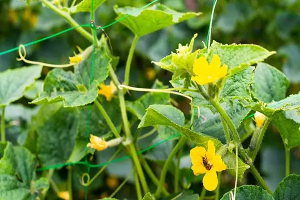 ಯುವ ಹೂಗೊಂಚಲು