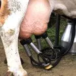 Jak dojení krávy s dojením zařízení: Pravidla pro použití doma 4427_4