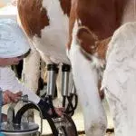 Cara memerah susu sapi dengan perangkat pemerah susu: aturan untuk digunakan di rumah 4427_5