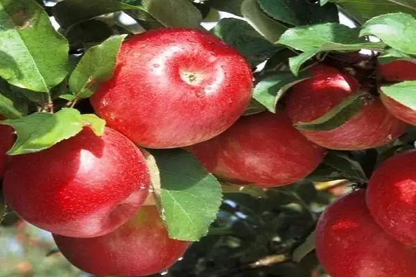 Islak elmalar