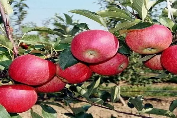 Φροντίδα για τα μήλα