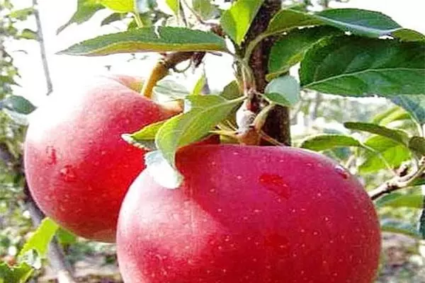 Apple Tree Gala