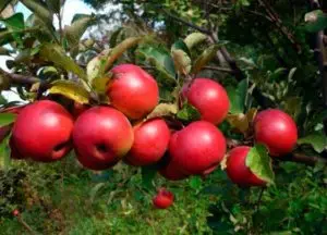 蘋果樹秋季快樂，培養和產量的描述和特點