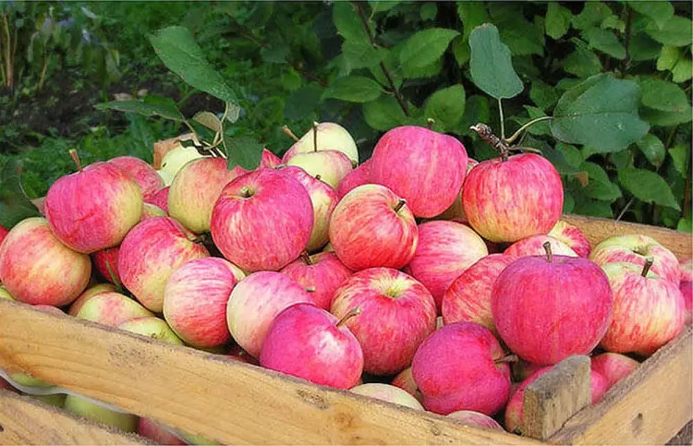 תפוחים בשלים