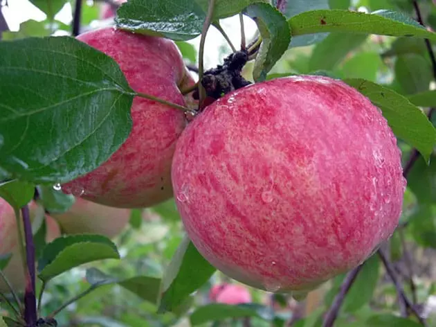 Apple arbre en una branca