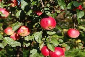 Beskrivelse og egenskaper, fordeler og ulemper med mangfoldet av Kvines Apple Tree og særegenheter av voksende